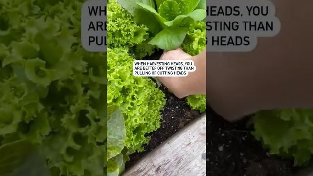 Butterhead lettuce #lettuce #shorts #trending #viral #vegetables