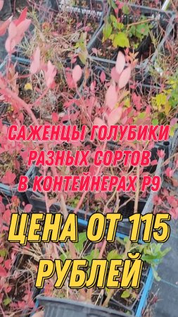 Саженцы разных сортов голубики в контейнерах P9. Цена от 115 рублей! What's App +79257080011