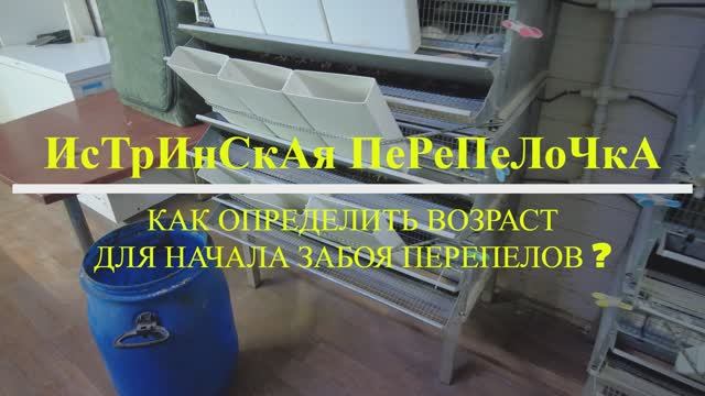 Как определить возраст для забоя перепелов на мясо #21