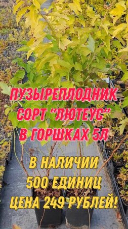 Пузыреплодник сорт "Лютеус" в контейнерах С5. В наличии 500 единиц. What's App +79257080011