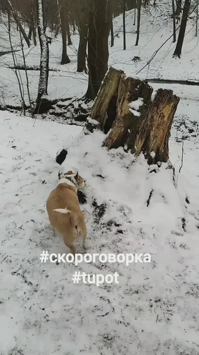 #польский_язык 📚✍️❤️ #Скороговорка_с_переводом_и_произношением🐕_#шорт