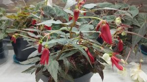 Бегония Белависта Ред (Begonia Belavista Red)