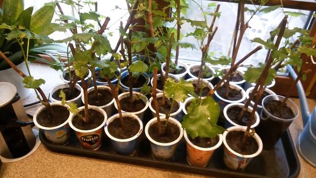 Разводим виноград  Готовим черенки винограда к посадке. Сажаем черенки винограда в плошки.