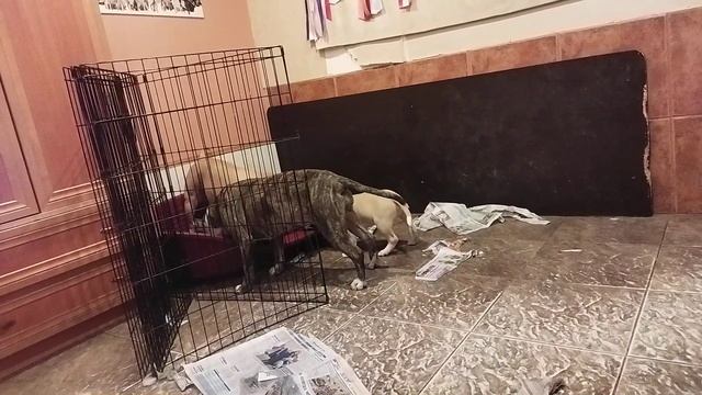 игры амстаффов. Амстаффы Ценный Приз. Рюрик.