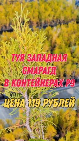 Туя Западная Смарагд в контейнерах P9. В наличии 30000 единиц. What's App +79257080011