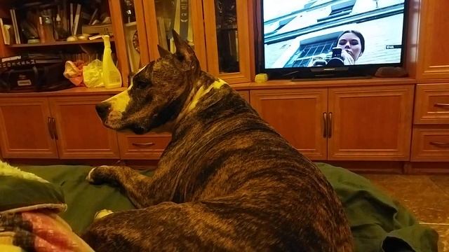 игры малыша амстаффика. Ценный Приз Раритет.