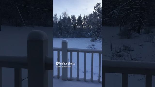 Ленобласть. Хвойное. 05.01.2025. Дача, зимний лес-вид из окошка