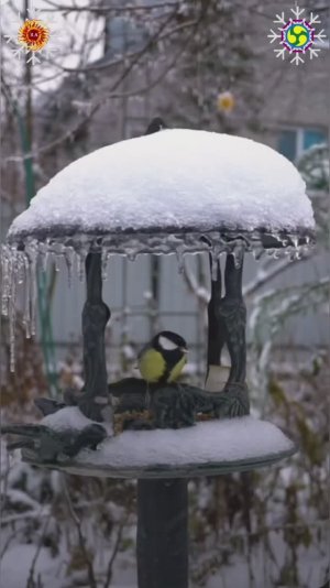 "Ансинкай-Кормушки"