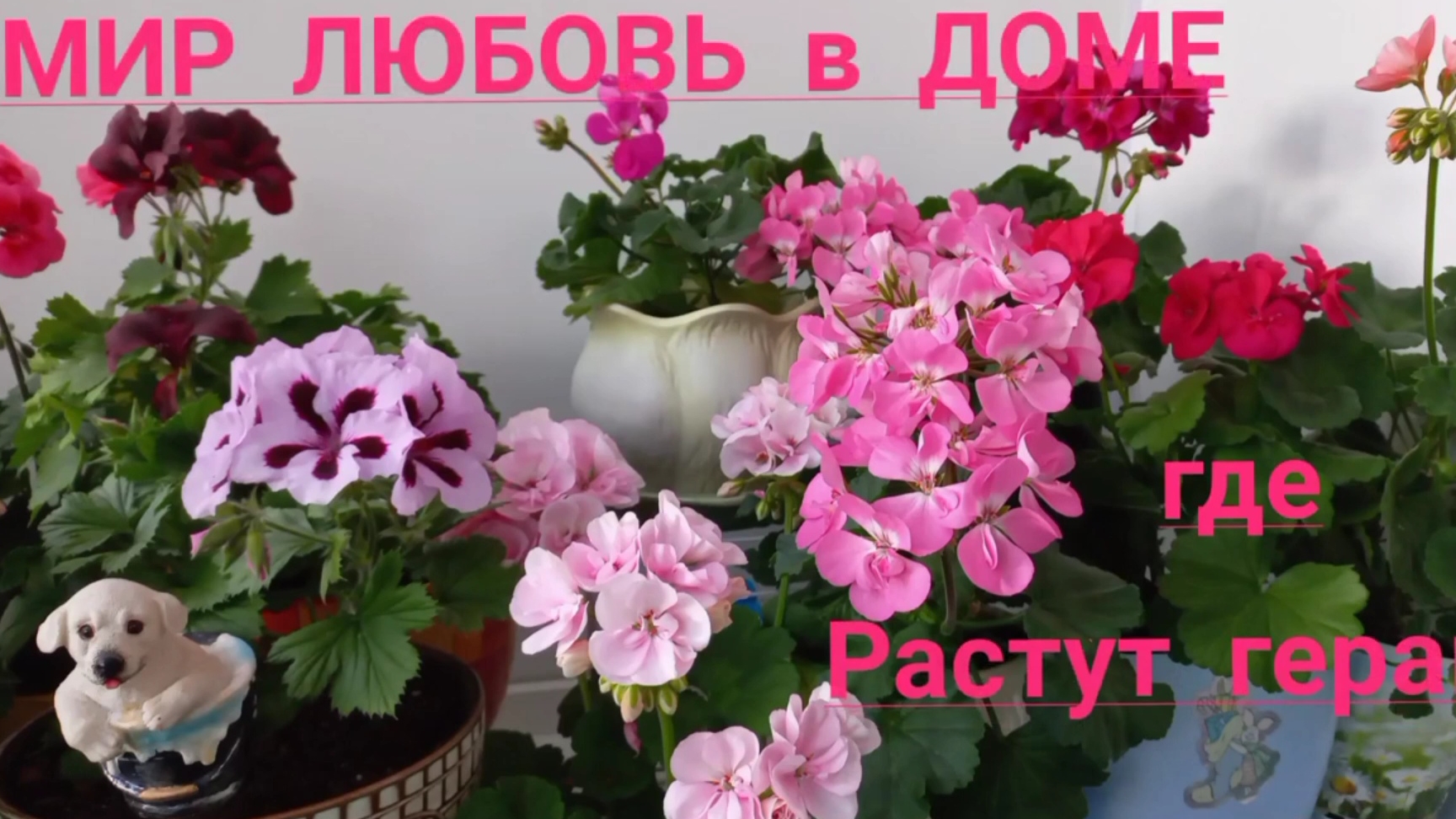 Мир уют в доме где растут герани.