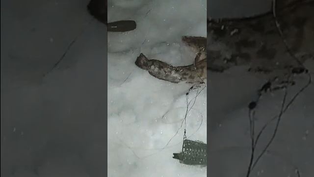 Весенний налим на донку.