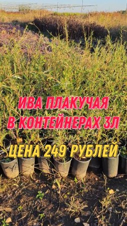 Ива плакучая в контейнерах С3. Цена 249 рублей! Обращаться по номеру в What's App +79257080011