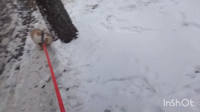 Tcenniy Prize Raritet 1,5 m.