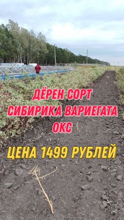 Дëрен Сибирика Вариегата ОКС. Цена от 1499 рублей! Обращаться по номеру в What's App +79257080011