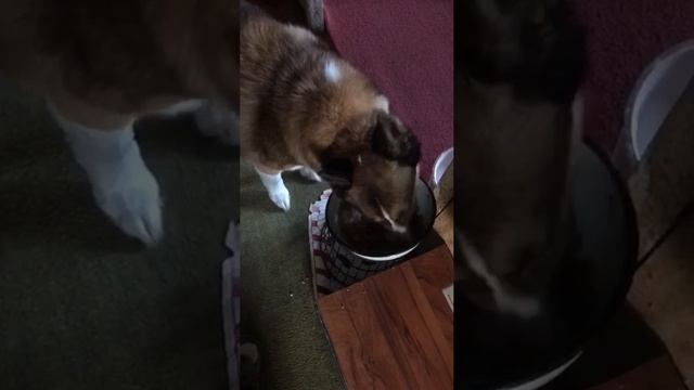 Джоша ест из миски. Джоше вкусно.