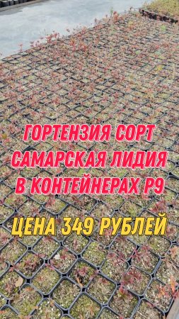 Гортензия Самарская Лидия в контейнерах P9. Цена 349 рублей! Обращаться в What's App +79257080011