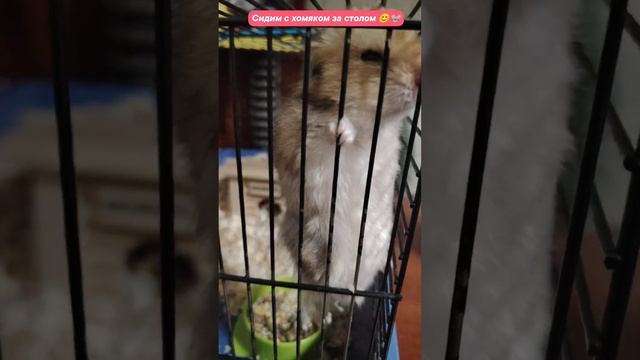 Сидим с хомяком за столом 😊🐭