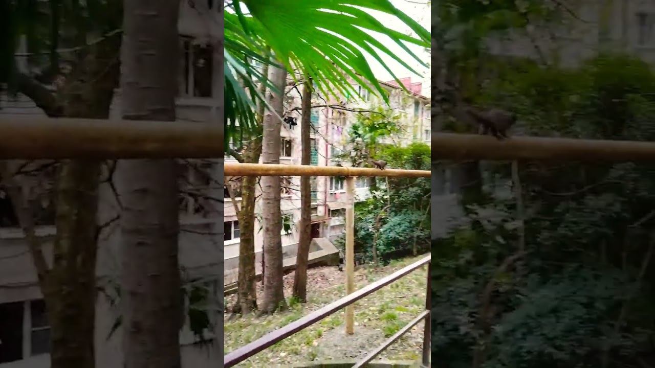 БЕЛЬЧОНОК НА ПАЛЬМЕ (Сочи, 2025)