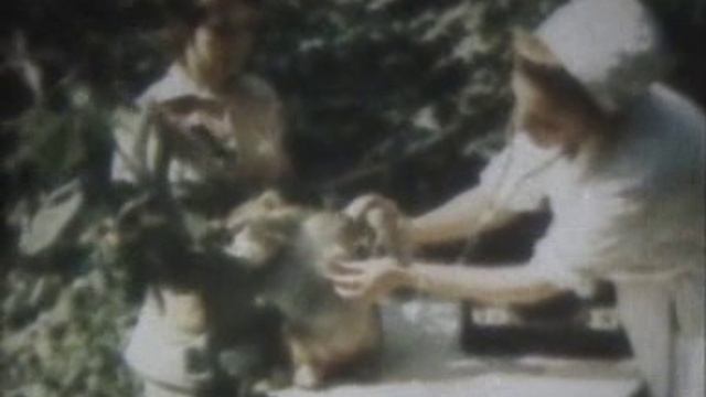 Короткометражный док. фильм  8 мм /  АЙБОЛИТ В ЗООПАРКЕ  ( БЕЗ ЗВУКА )  Сер 20 века