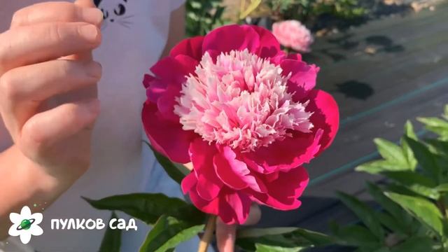 White cap peony. Уайт кэп пион. Пулков сад