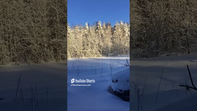 Ленобласть. Хвойное. 13.01.2025. Мороз и солнце, день чудесный