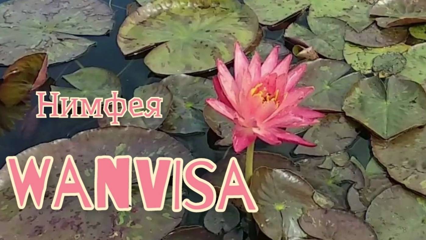 Кувшинка (нимфея) Ванвиза.   Water lily (Nymphaea) Wanvisa