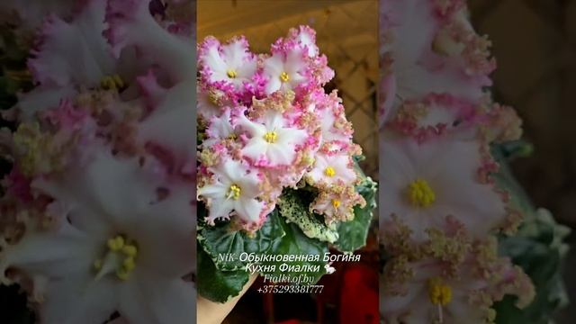 🐇❤️NiK-Обыкновенная Богиня до сих пор в состоянии полуроспуска. Молодые цветы с бронзовым рюшем