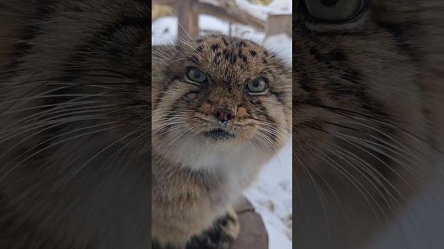 Недовольный Манул