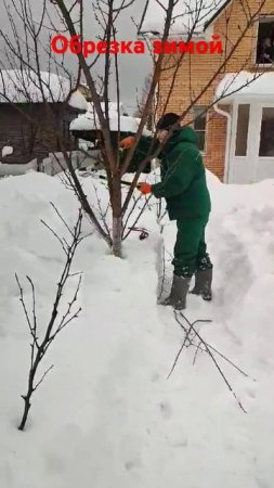 обрезка зимой
