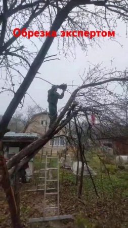 обрезка экспертом