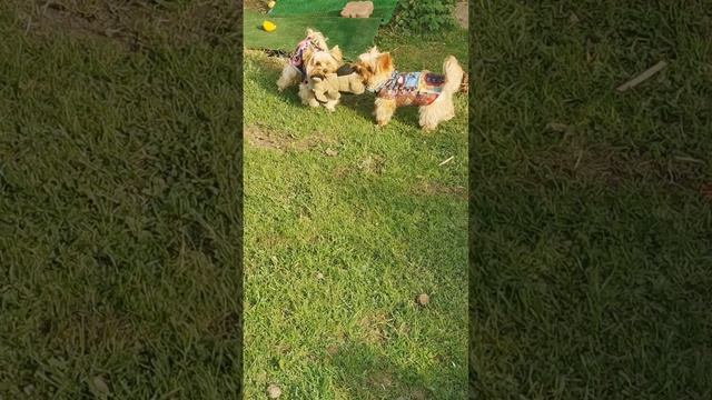 Голддаст йорки. Хорошо на даче  .Как быстро лето пролетело. "З