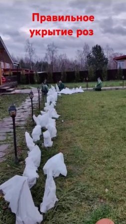 укрытие роз