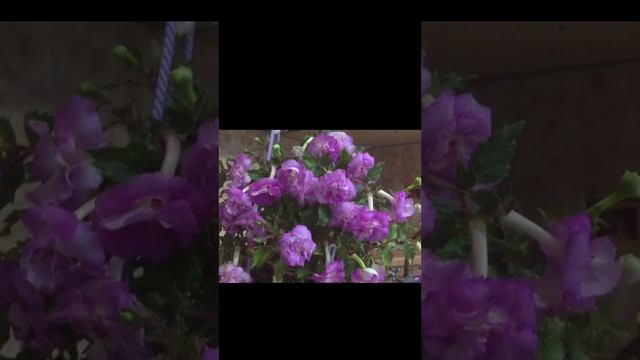 Ахименесы