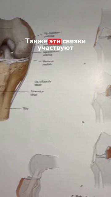 Почему травмируется ПКС_ Ссылка на упражнения в описании профиля! #больвколене #колено