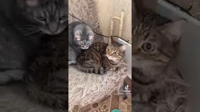 Подборка приколов с животными #13 - смех без конца!