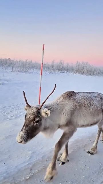 Снег