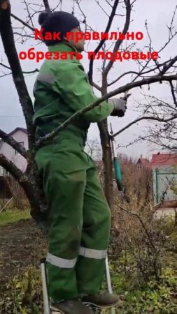 обрезка плодовых