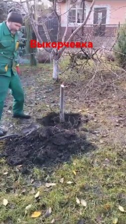 выкорчевка