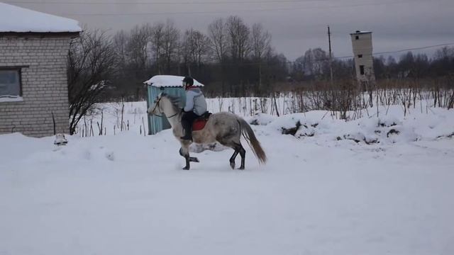 Медведки 2018