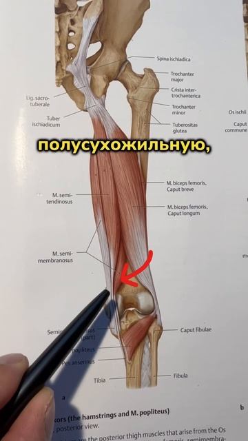 Ссылка на «Трехэтапную сборку колена» — в описании канала📹 #колено #больвколене
