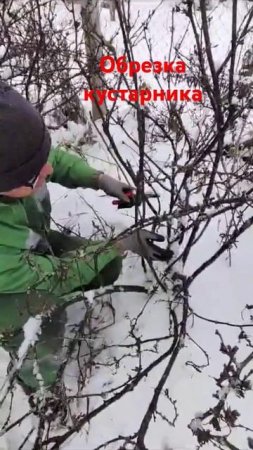 обрезка кустарника