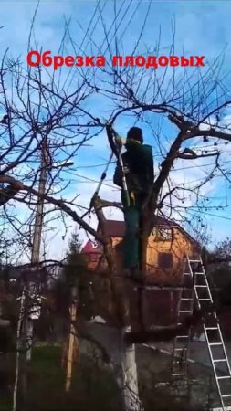 обрезка плодовых