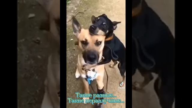 Подборка приколов с животными #14 - смех без конца!