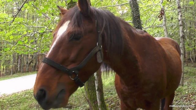 Моя первая весна в Лоо. Византийский храм. Сочи