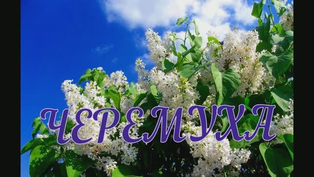 Песня "Черемуха"