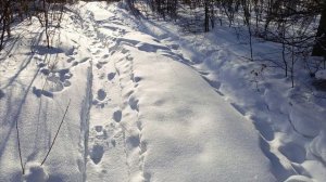 Проверка капканов часть 〽️ 13,соболь в первом капкане.