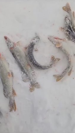 ЩУКИ НА ЖЕРЛИЦЫ 🎣