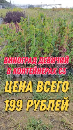 Виноград девичий в контейнерах С3. Цена 199 рублей! Обращаться по номеру в What's App +79257080011