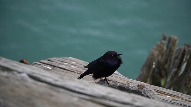11566595-hd_1920_1080_60fps