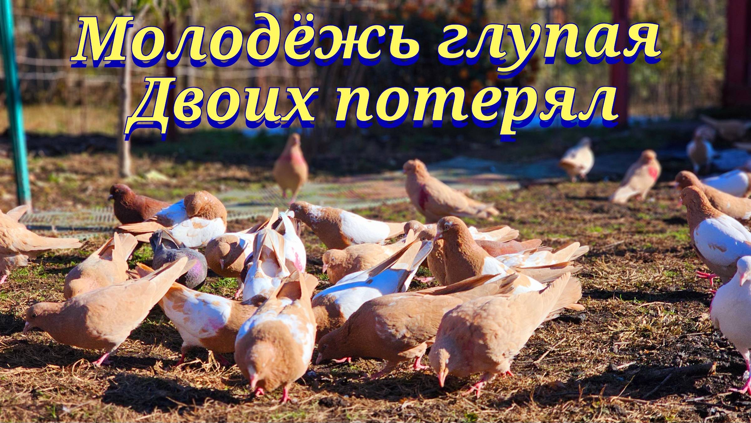 Без гона потерял 2х молодых