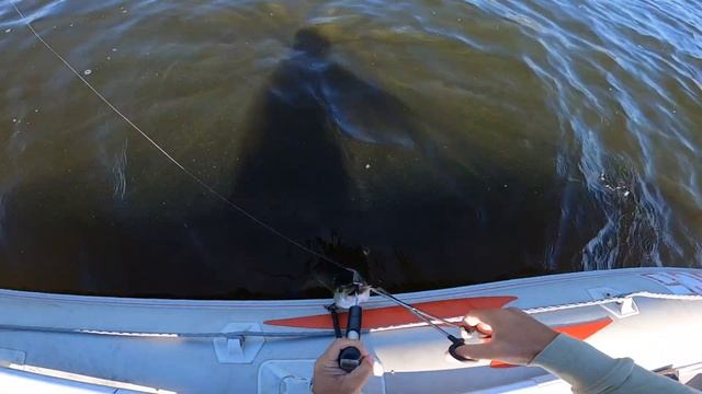 Жерех пойман на вилку